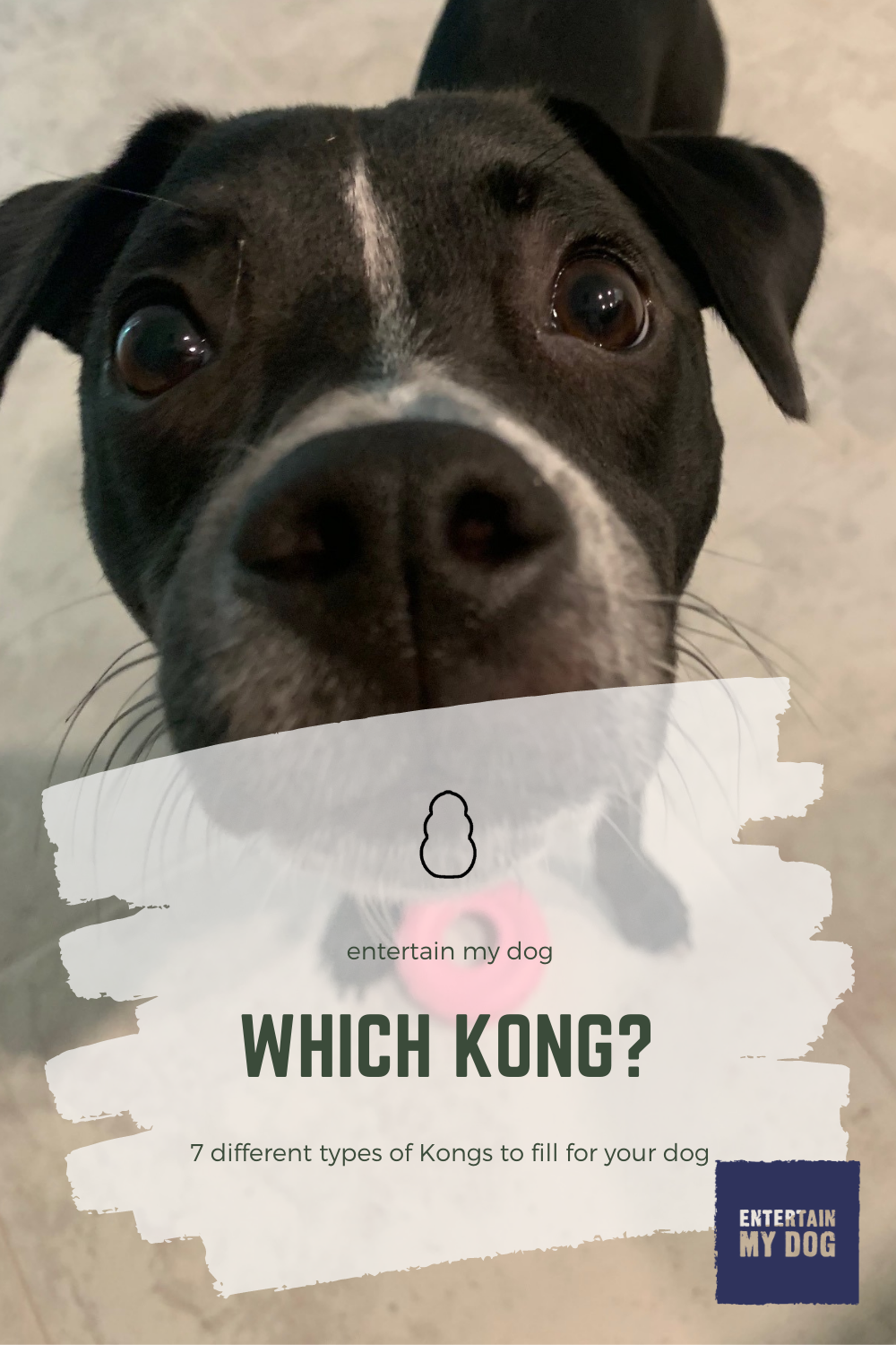Which KONG? Choosing the Best KONG for your Dog – Entertain My Dog