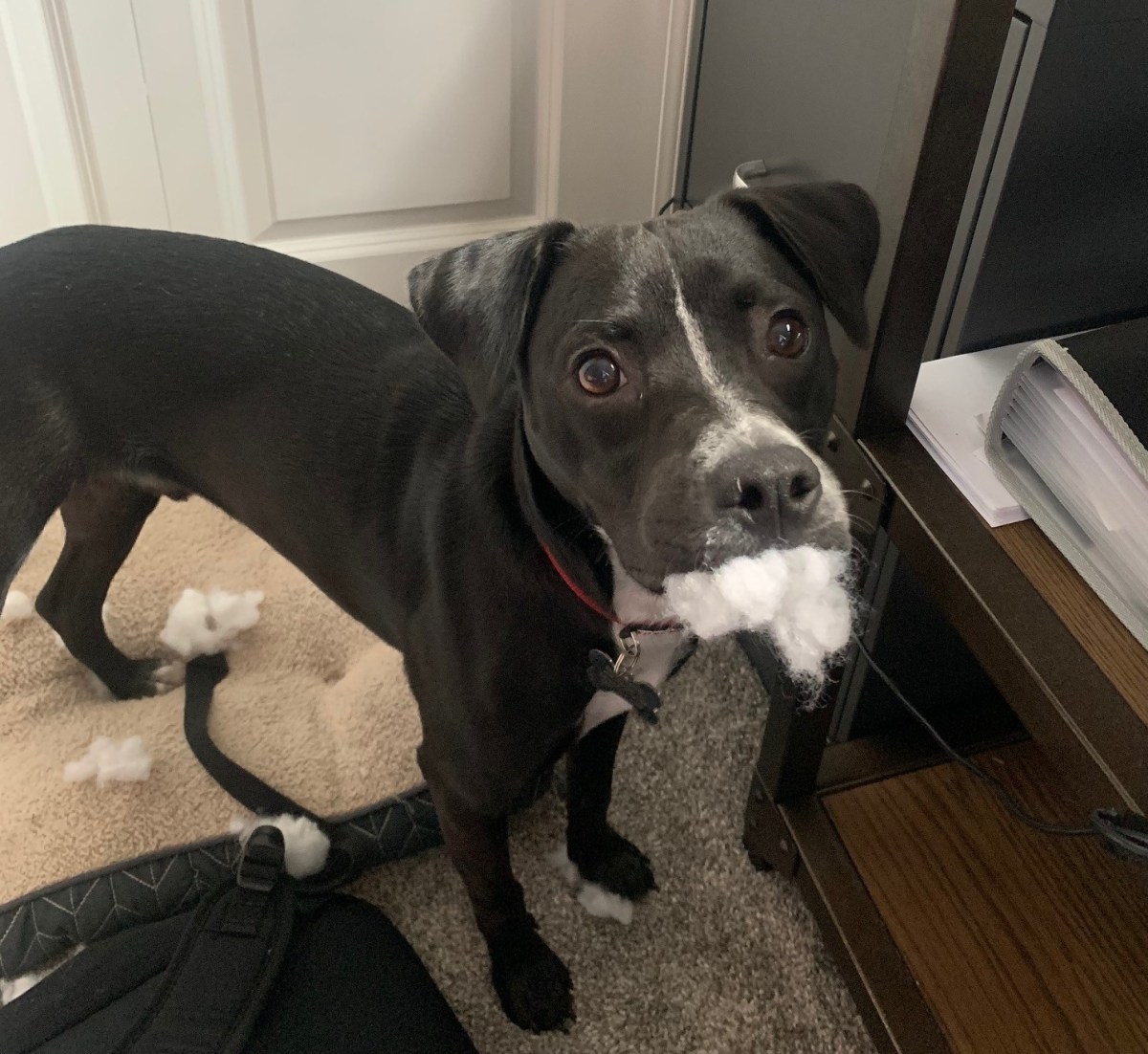 HELP! My dog is destroying their toys – Entertain My Dog