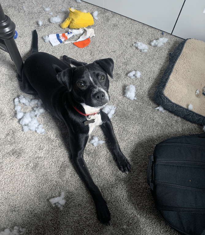 HELP! My dog is destroying their toys – Entertain My Dog