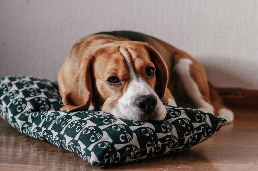 HELP! My dog is destroying their toys – Entertain My Dog