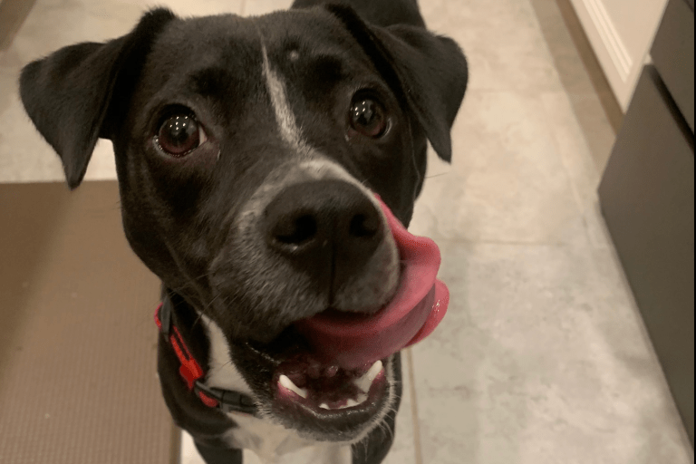 Dog Ice Cream. Homemade Frosty Paws Recipe (Copycat) – Entertain My Dog