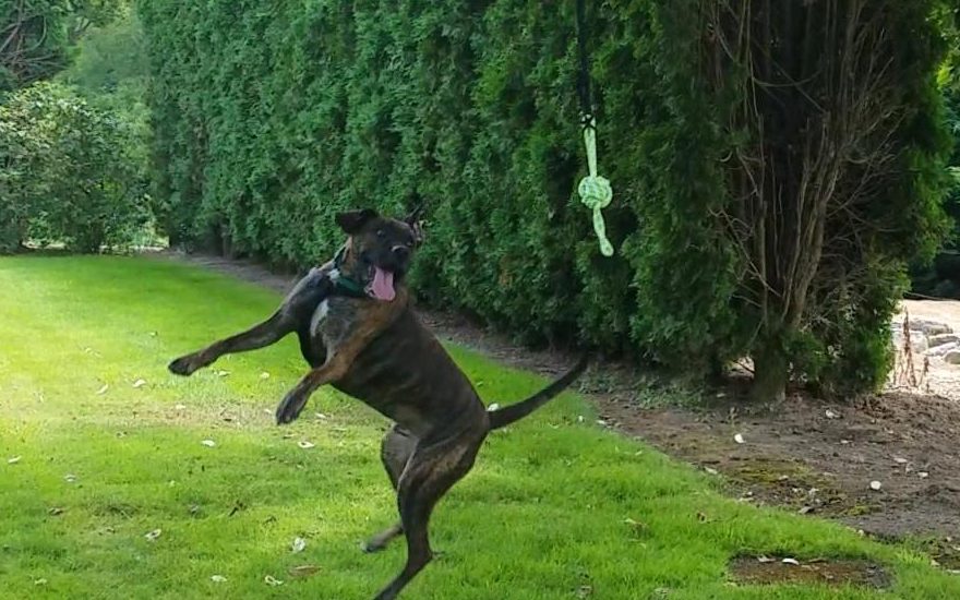 42 Dog Entertainment Activities Not Involving Food or Treat Dispensers ...