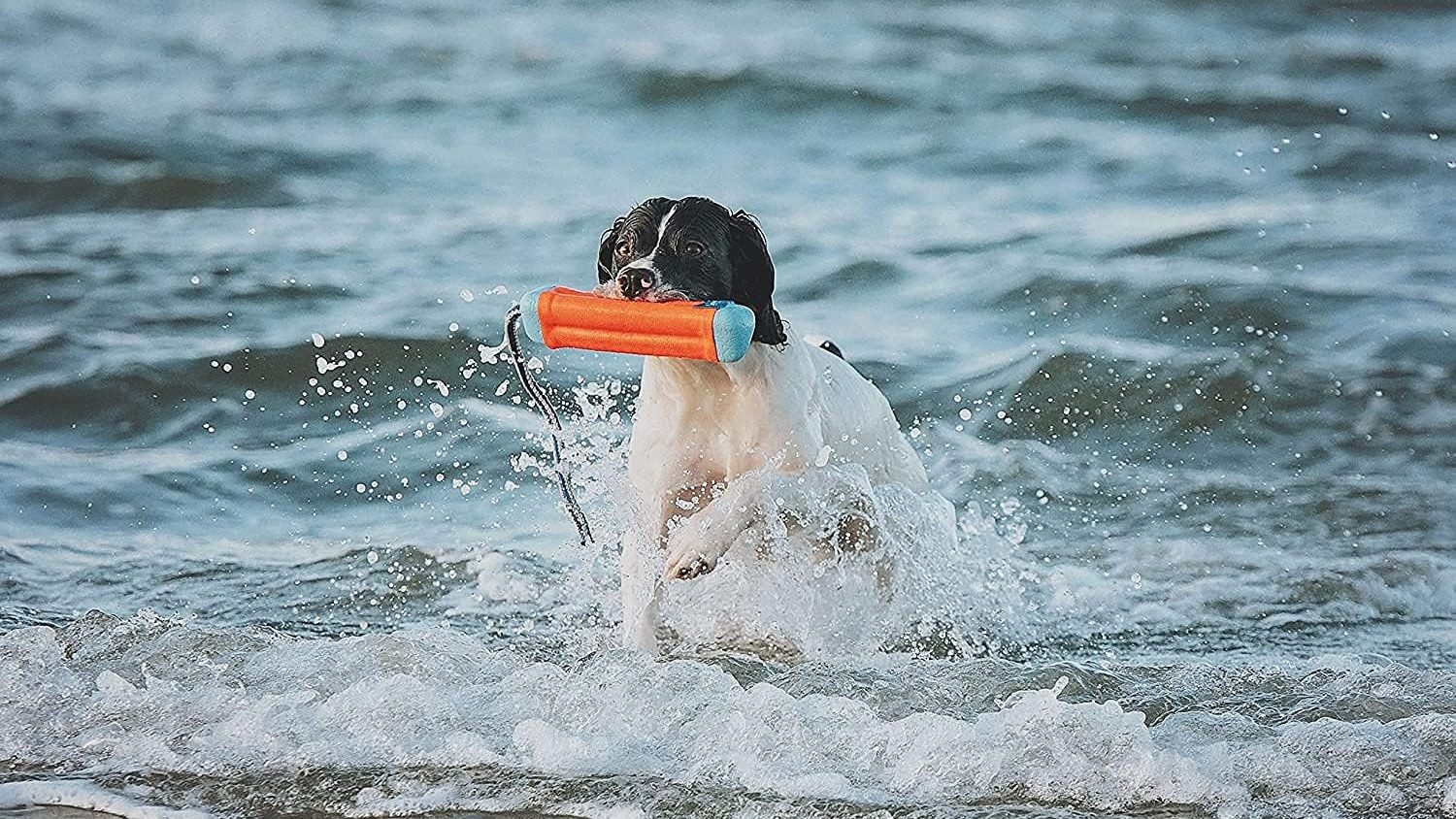 Make a Splash with These Top 10 Pool and Water Toys for Dogs in the ...