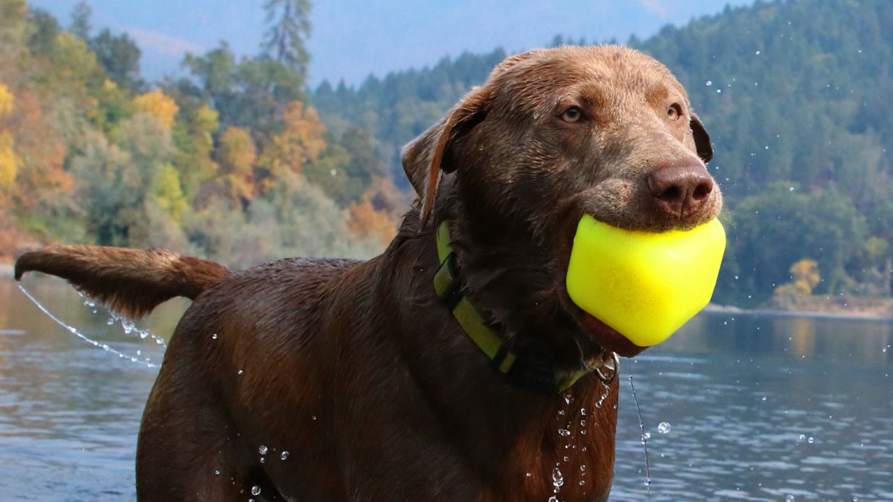 Make a Splash with These Top 10 Pool and Water Toys for Dogs in the ...