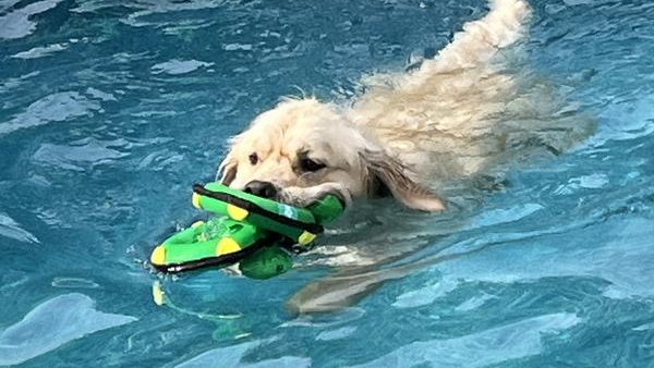 Make a Splash with These Top 10 Pool and Water Toys for Dogs in the ...